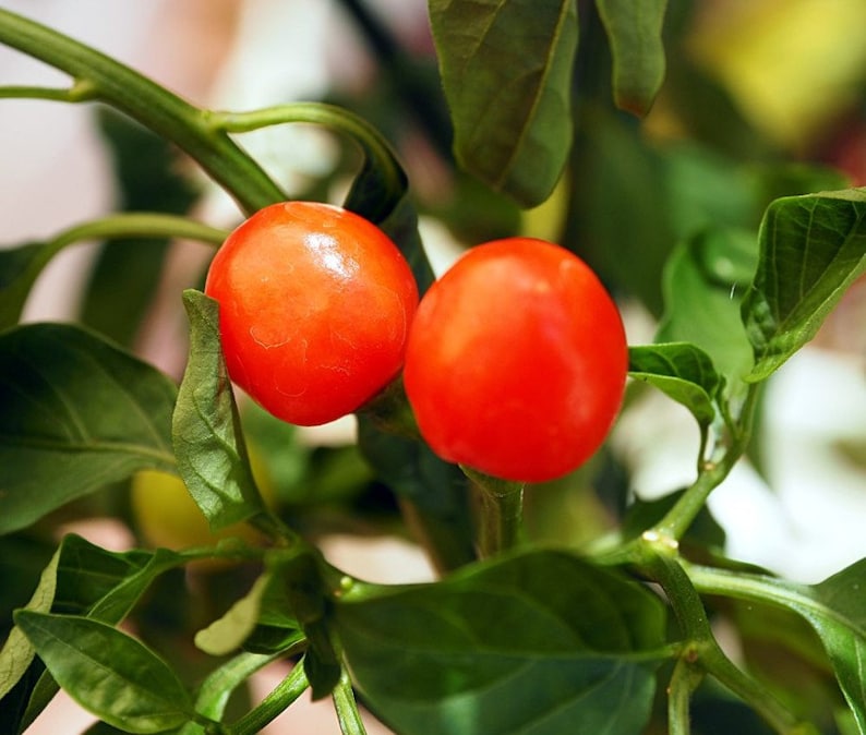 Rare Wiri Wiri Hot Pepper 30 Fresh Organic Seeds for the 2023 - Etsy