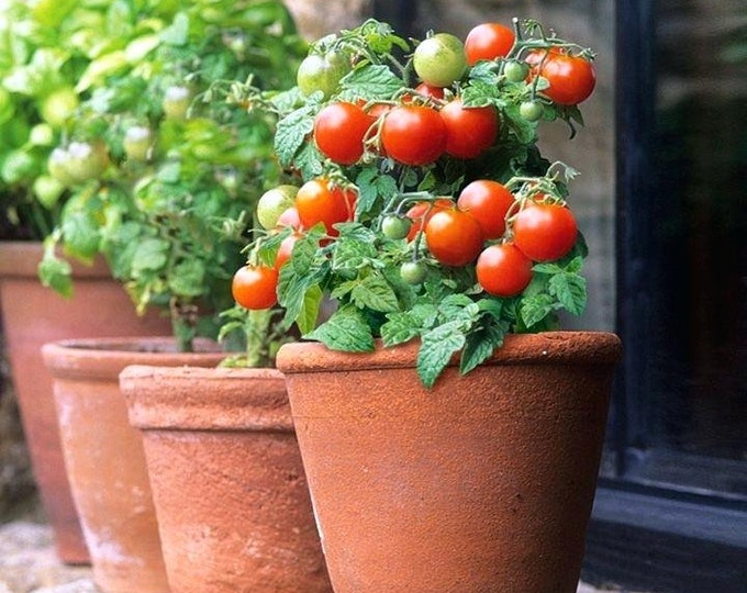 Micro Tom Tomato Seeds World's Smallest Tomato Plant Micro Dwarf Tomato ...
