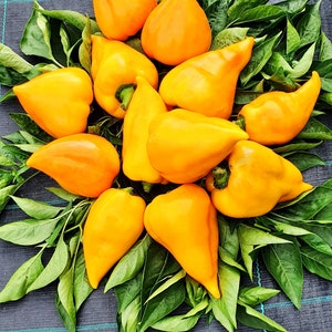 Orange Lesya Very Sweet Pepper 25 Fresh Seeds for 2026 - Etsy
