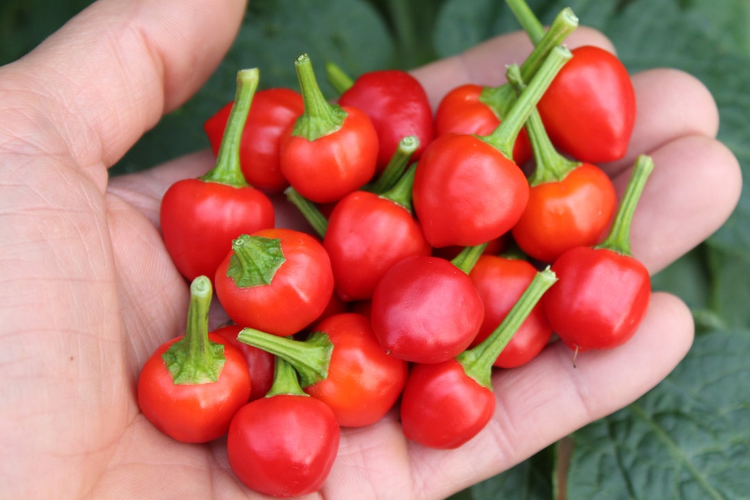 Rare Wiri Wiri Hot Pepper 30+ Fresh Organic Seeds for the 2025 Season ...