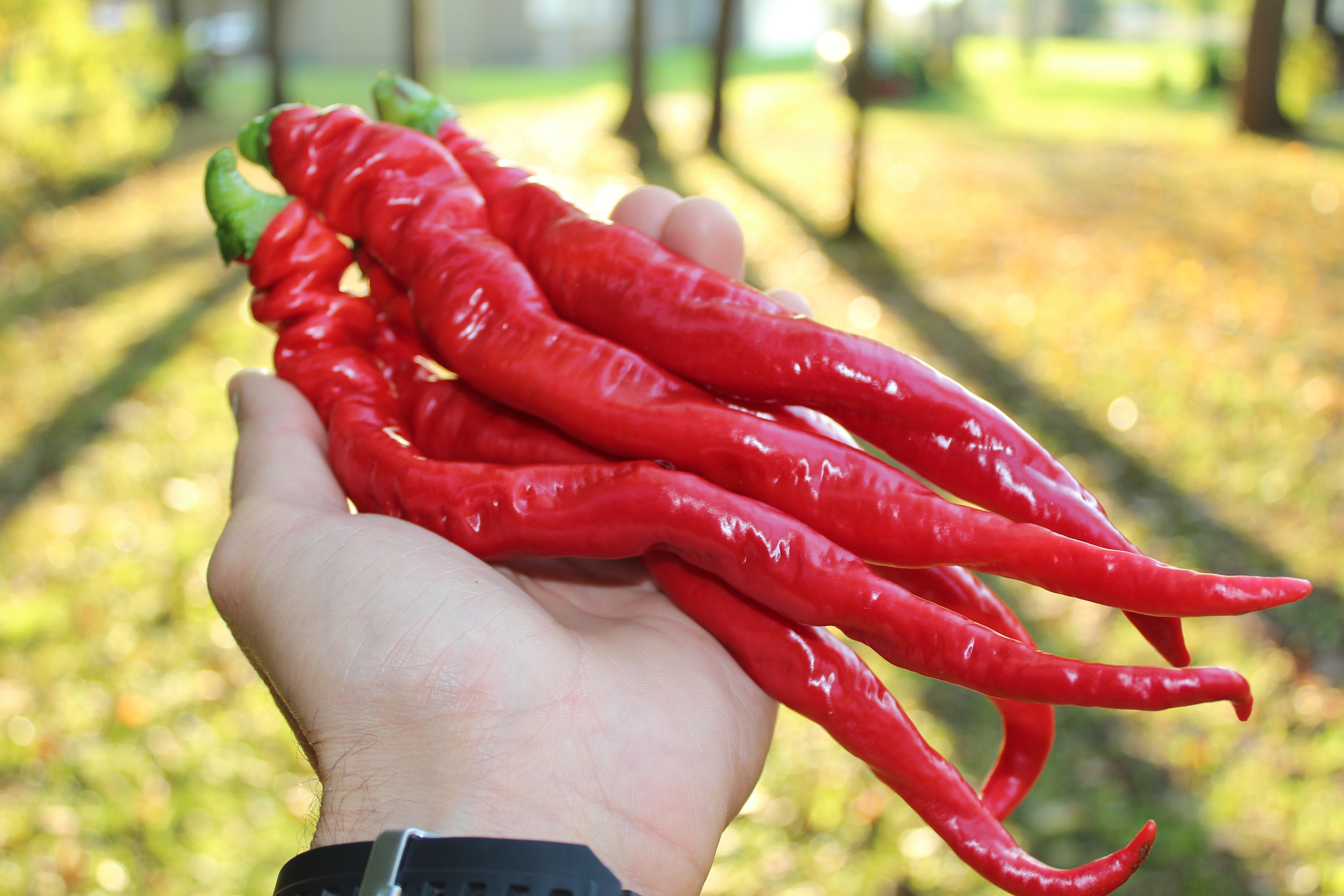 Elephant Trunk Pepper Plants
