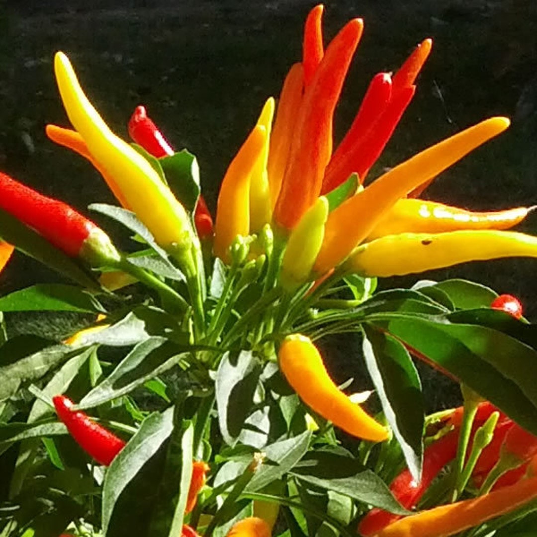 Medusa Micro Pepper 30+ Fresh Organic Seeds for the 2025 Growing Season ...