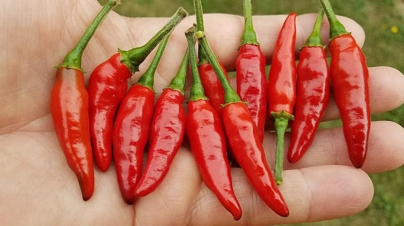 Goats Weed Rare Hot Pepper. 30+ Fresh Organic Seeds for 2026 - Etsy