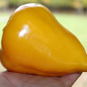 Orange Lesya Very Sweet Pepper 25 Fresh Seeds for 2026 - Etsy