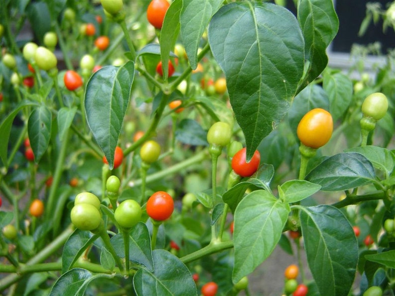 Rare Wiri Wiri Hot Pepper 30 Fresh Organic Seeds for the 2023 - Etsy