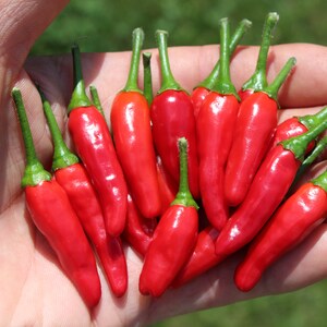Black Cobra Rare HOT Pepper. 30+ Freshly Harvested Seeds for 2026 - Etsy