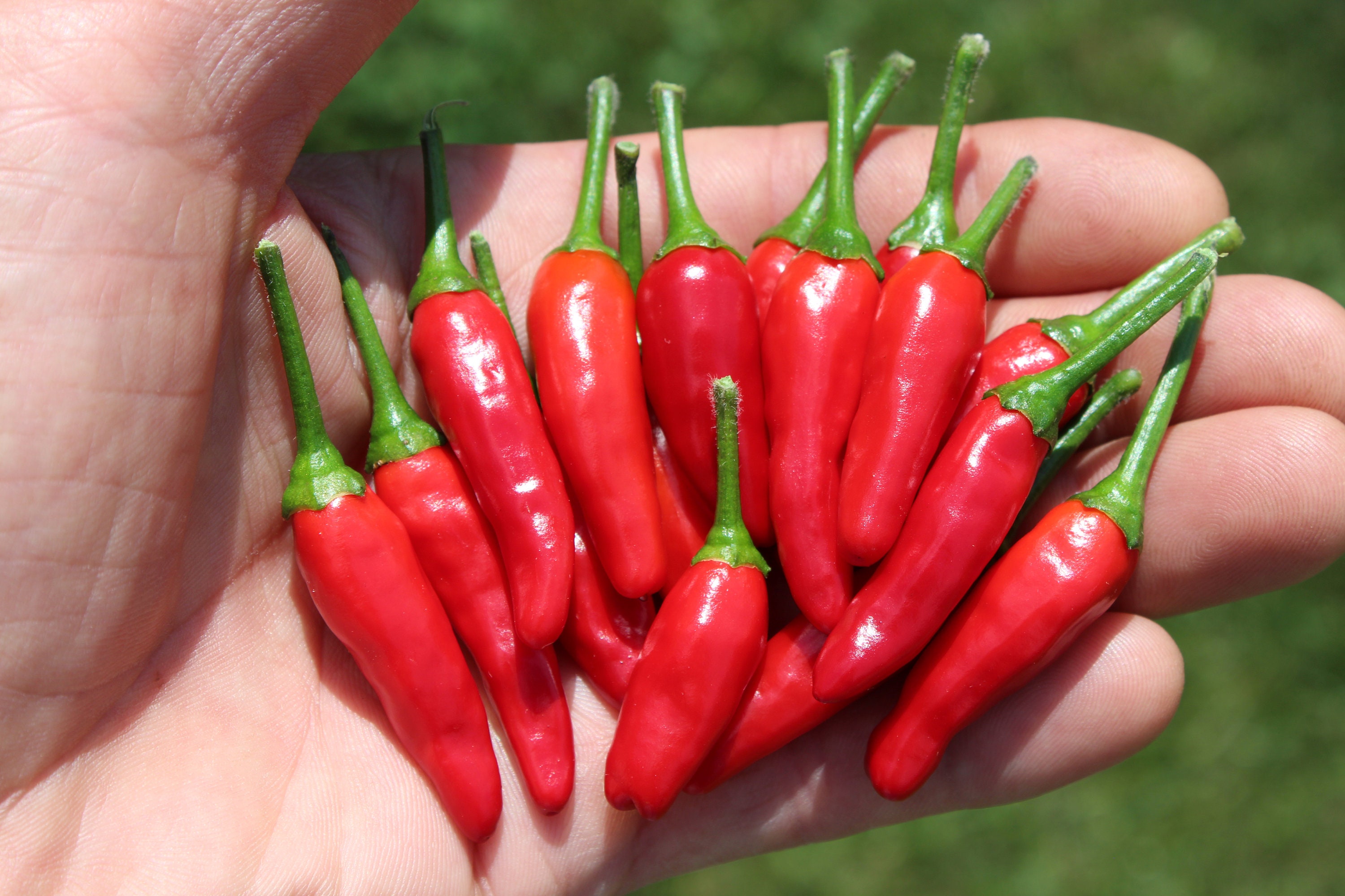 Black Cobra Rare HOT Pepper. 30+ Freshly Harvested Seeds for 2026 - Etsy