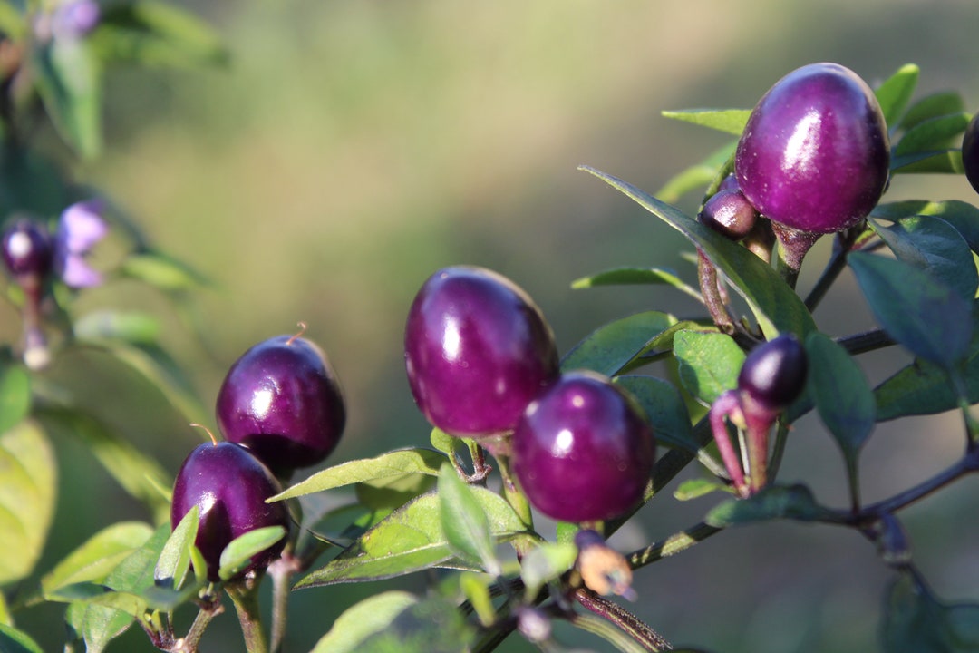 Pretty in Purple Pepper 30+ Fresh Seeds for 2025 - Etsy
