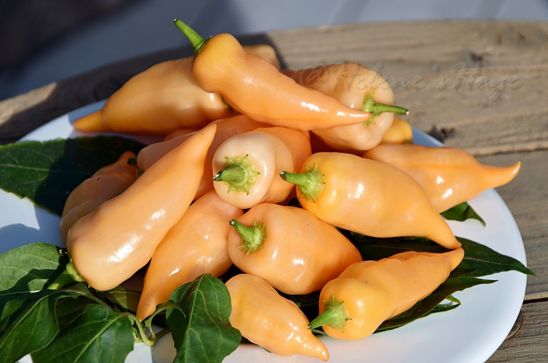 Sugar Rush Peach Pepper 30+ Fresh Organic Seeds for 2025 - Etsy