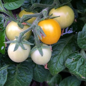 Jochalos Micro Dwarf Tomato 30+ Fresh Seeds for 2026 - Etsy