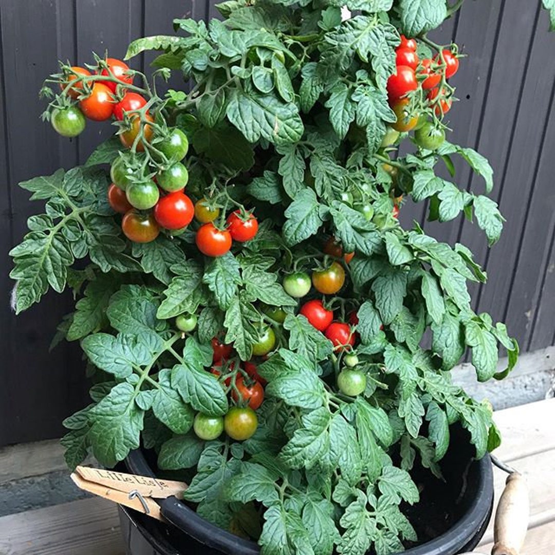 Lille Lise Micro Dwarf Tomato 30+ Fresh Seeds for 2026 - Etsy