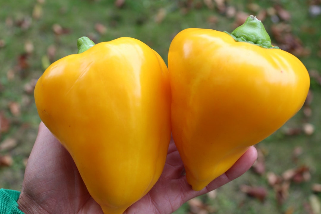 Orange Lesya Very Sweet Pepper 25 Fresh Seeds for 2026 - Etsy