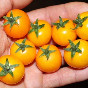 Aztec Gold Micro Dwarf Tomato 30+ Fresh Seeds for 2026 - Etsy