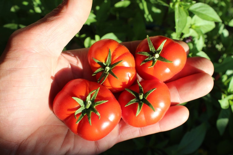 Florida Petite Micro Dwarf Tomato 30+ Fresh Seeds for 2026 - Etsy
