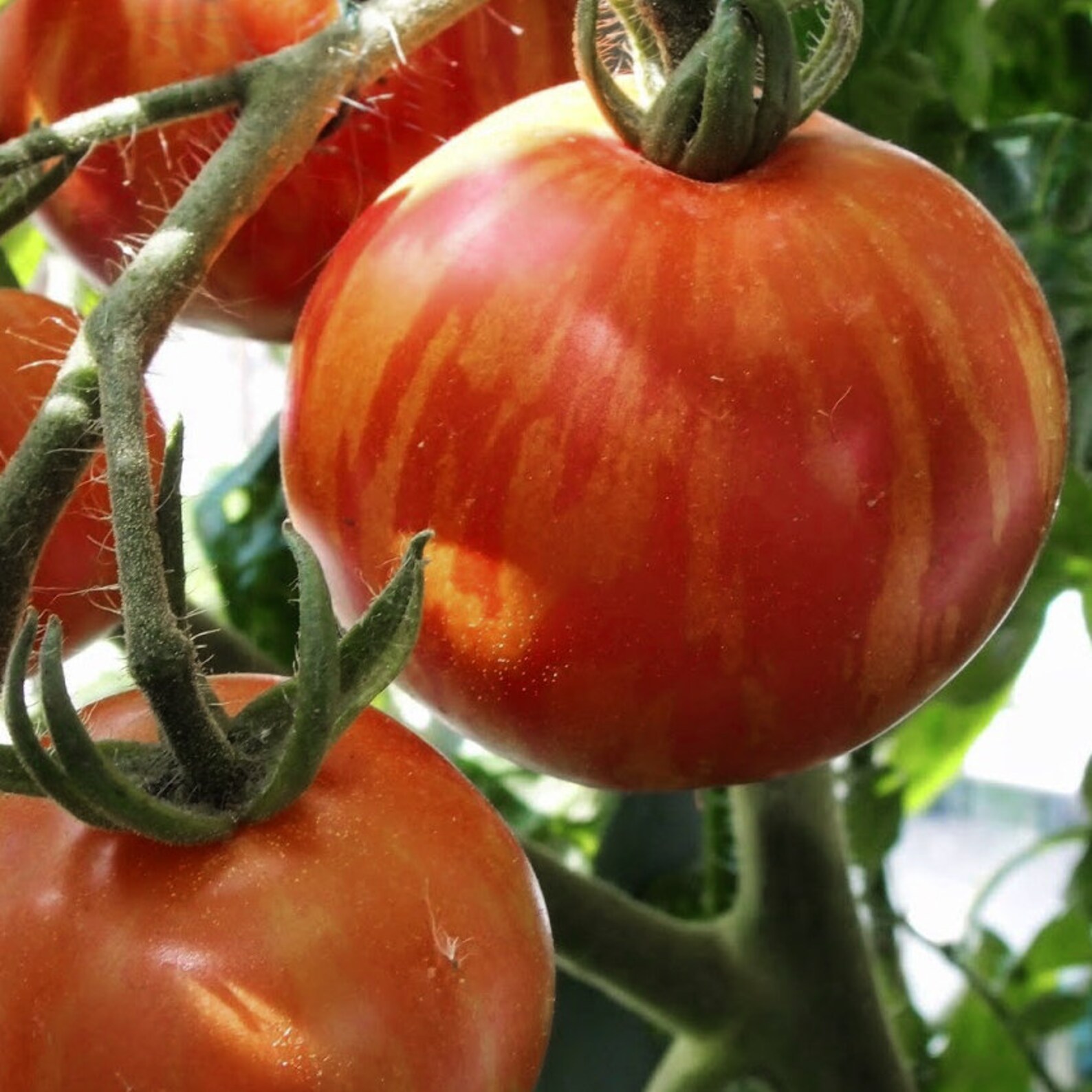 Sweet & Tangy Tigerella Tomato. 30+ Fresh Organic Seeds for 2026 - Etsy