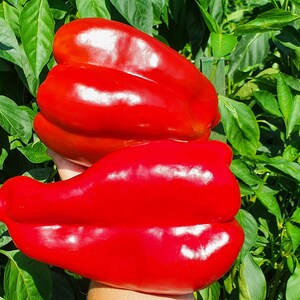 Ozark Giant Sweet Pepper 30+ Fresh Seeds for 2026 - Etsy