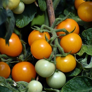 Jochalos Micro Dwarf Tomato 30+ Fresh Seeds for 2026 - Etsy