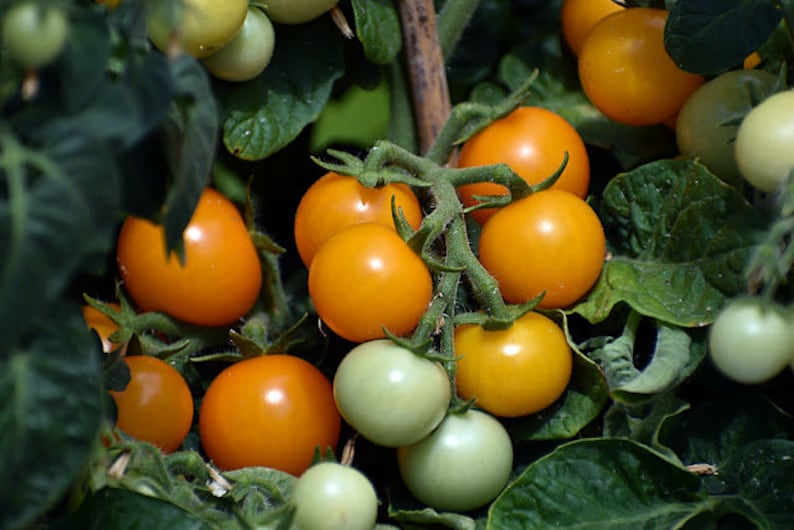 Jochalos Micro Dwarf Tomato 30+ Fresh Seeds for 2026 - Etsy