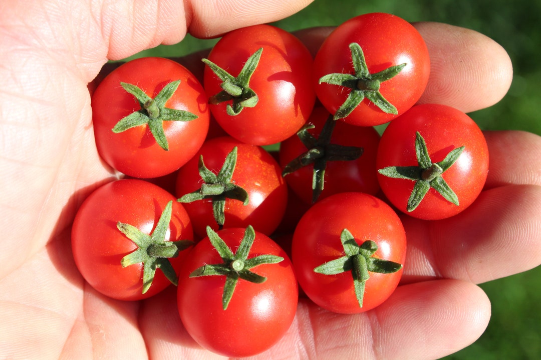 Pinocchio Red Micro Dwarf 30+ Fresh Seeds for 2025 - Etsy