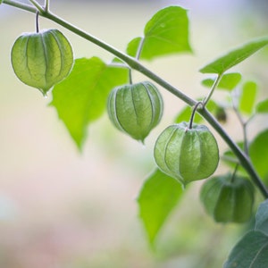 Inca Berry 60+ Freshly Harvested Seeds for the 2026 Season - Etsy