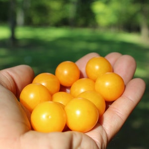 Jochalos Micro Dwarf Tomato 30+ Fresh Seeds for 2026 - Etsy