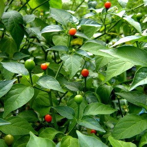 Rare Wiri Wiri Hot Pepper 30 Fresh Organic Seeds for the 2024 Season. - Etsy