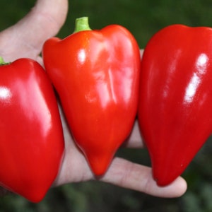 Sweet Apple Pepper 30+ Fresh Organically Grown Seeds for the 2026 ...