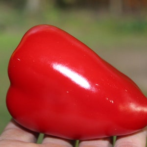 Sweet Apple Pepper 30+ Fresh Organically Grown Seeds for the 2026 ...