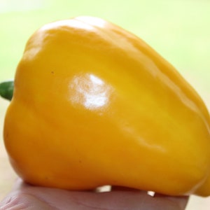 Orange Lesya Very Sweet Pepper 25 Fresh Seeds for 2026 - Etsy