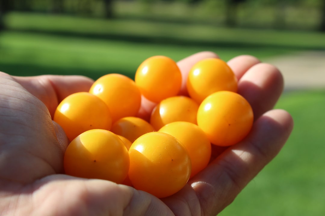 Jochalos Micro Dwarf Tomato 30+ Fresh Seeds for 2026 - Etsy