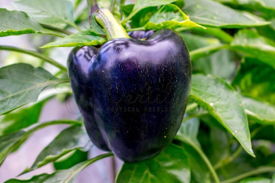 Midnight Dreams Sweet Pepper 30+ Fresh Seeds for 2025 - Etsy