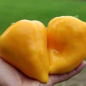 Orange Lesya Very Sweet Pepper 25 Fresh Seeds for 2026 - Etsy