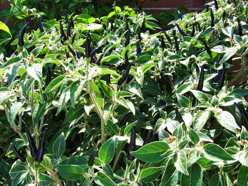 Goats Weed Rare Hot Pepper. 30+ Fresh Organic Seeds for 2026 - Etsy