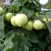 Aztec Gold Micro Dwarf Tomato 30+ Fresh Seeds for 2026 - Etsy