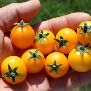 Aztec Gold Micro Dwarf Tomato 30+ Fresh Seeds for 2026 - Etsy