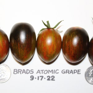 Brad's Atomic Grape Tomato 30+ Fresh Seeds for 2026 - Etsy