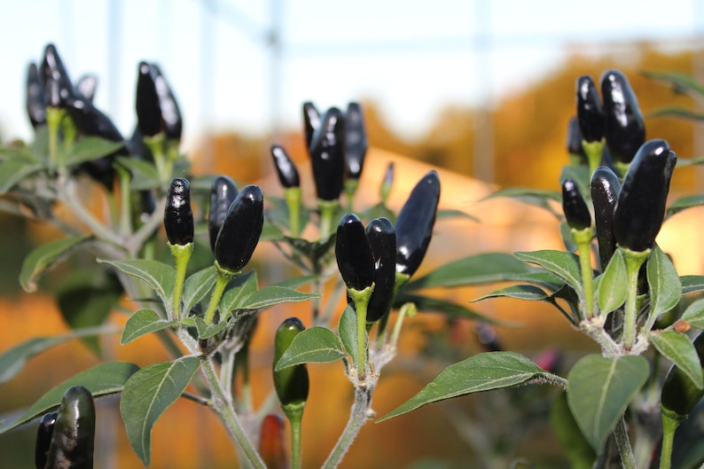 Black Cobra Rare HOT Pepper. 30 Freshly Harvested Seeds for - Etsy