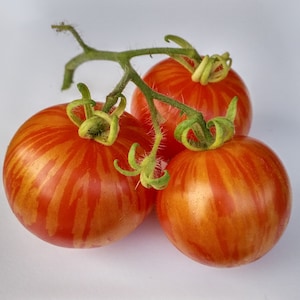 Sweet & Tangy Tigerella Tomato. 30+ Fresh Organic Seeds for 2026 - Etsy