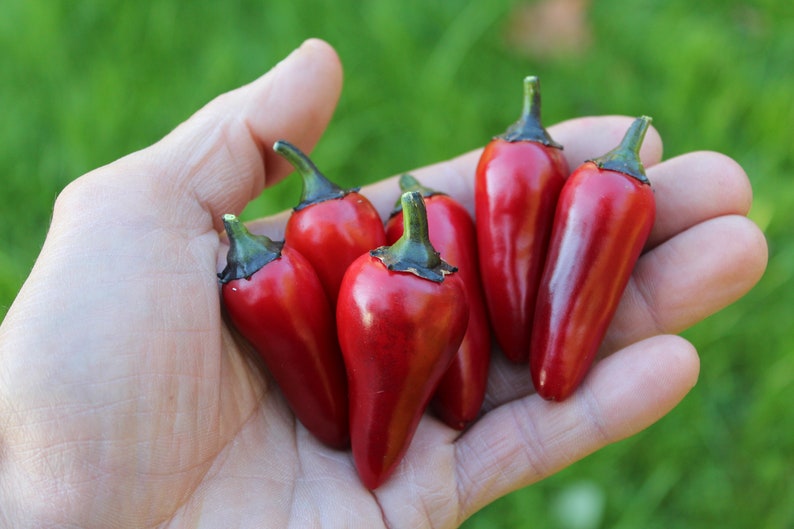 Dracula Rare Hot Pepper 30 Fresh Organic Seeds for 2023 - Etsy