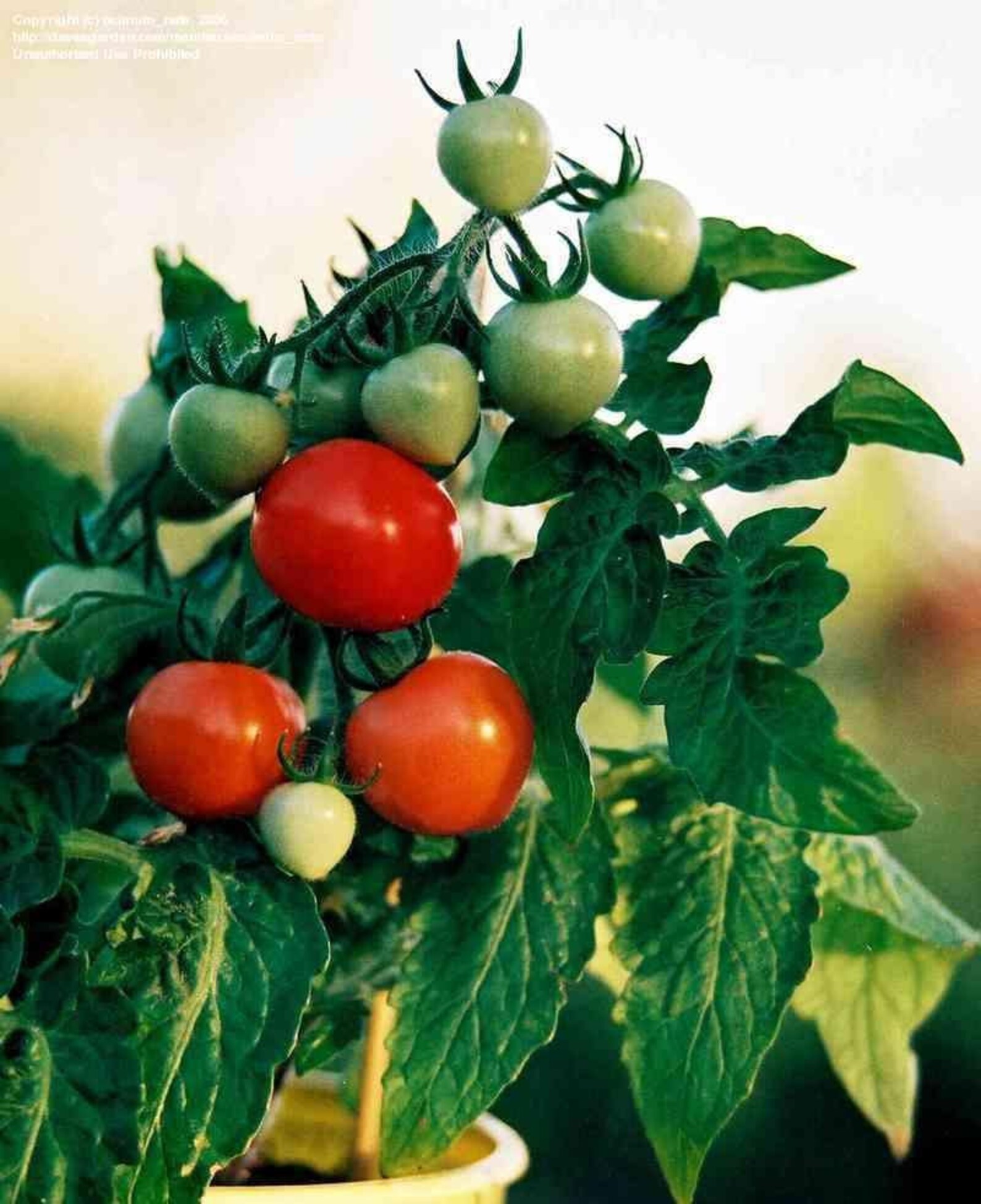 Micro Tom worlds Smallest Tomato 30 Fresh Seeds for the - Etsy