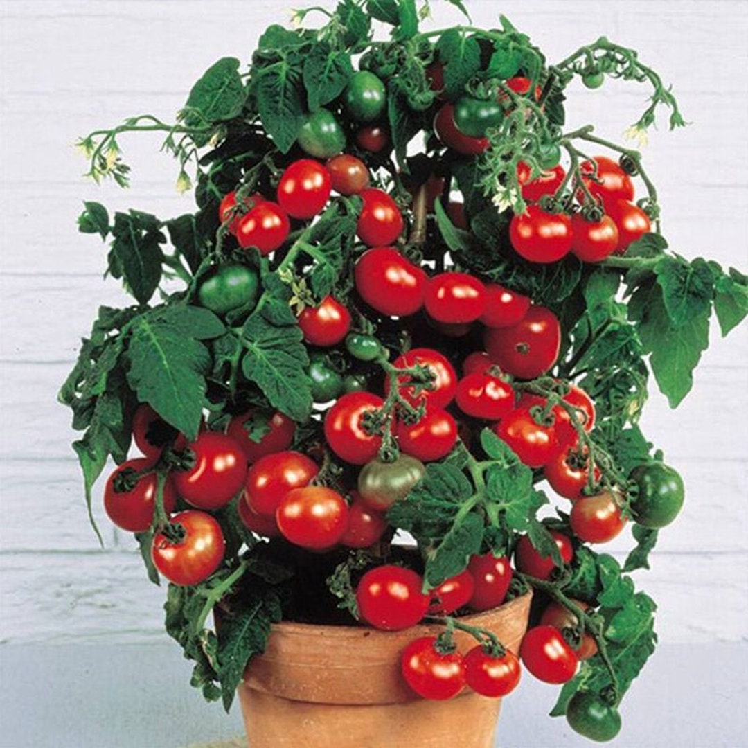 Tiny Tim Dwarf Tomato 30+ Fresh Seeds for the 2026 Season - Etsy