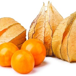 Inca Berry 60+ Freshly Harvested Seeds for the 2026 Season - Etsy