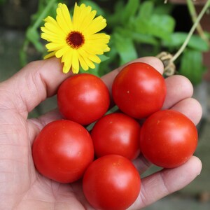 Andrina Micro Dwarf Tomato 30+ Fresh Seeds for 2026 - Etsy