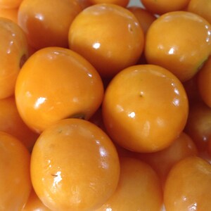 Inca Berry 60+ Freshly Harvested Seeds for the 2026 Season - Etsy
