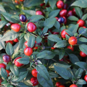 Pretty in Purple Pepper 30+ Fresh Seeds for 2025 - Etsy