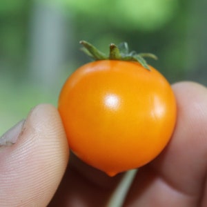 Aztec Gold Micro Dwarf Tomato 30+ Fresh Seeds for 2026 - Etsy