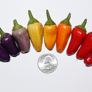 Chinese 5 Color Pepper 30+ Fresh Seeds for 2024 - Etsy