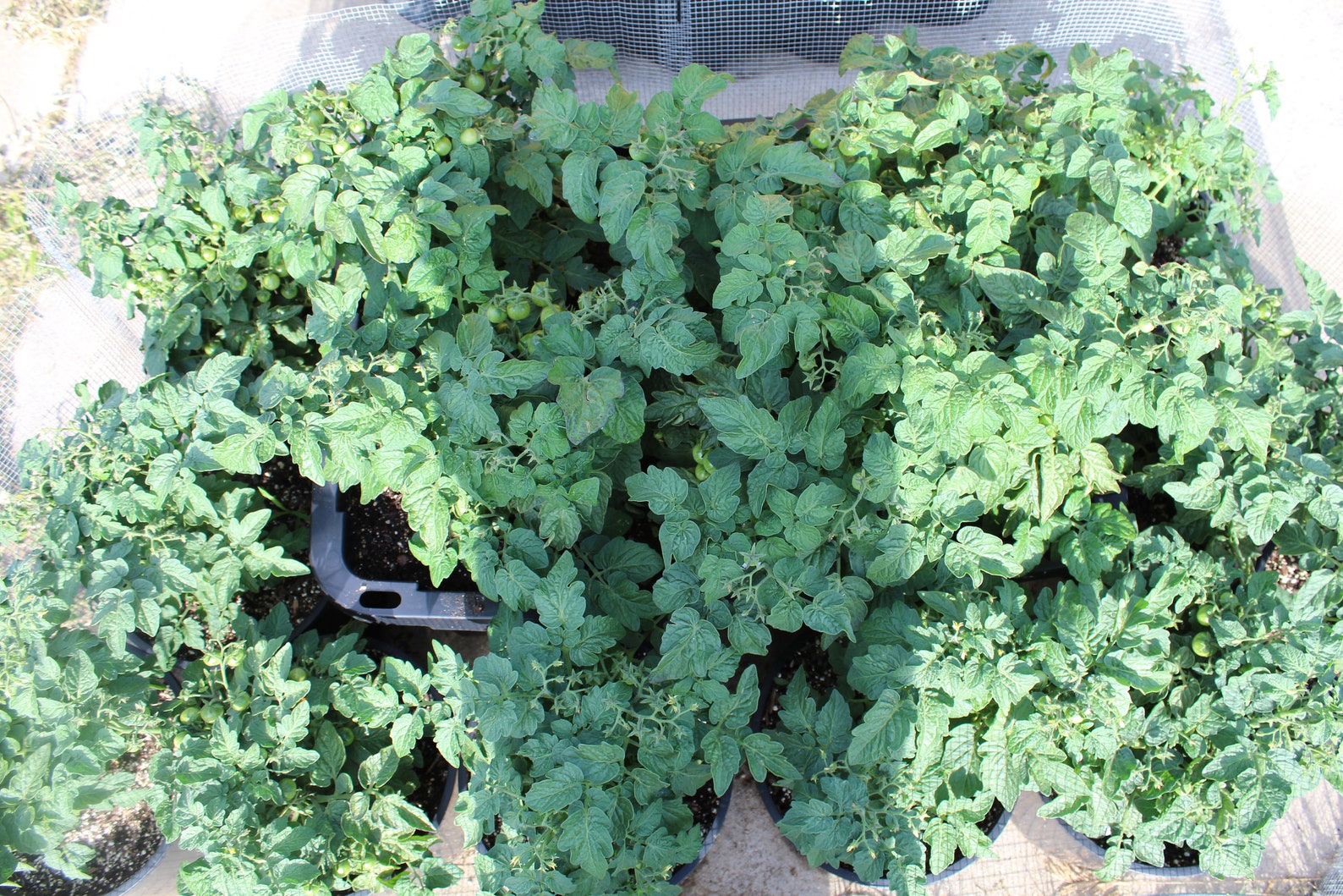 Bonsai Micro Dwarf Tomato 30 Fresh Seeds for the 2023 Season - Etsy