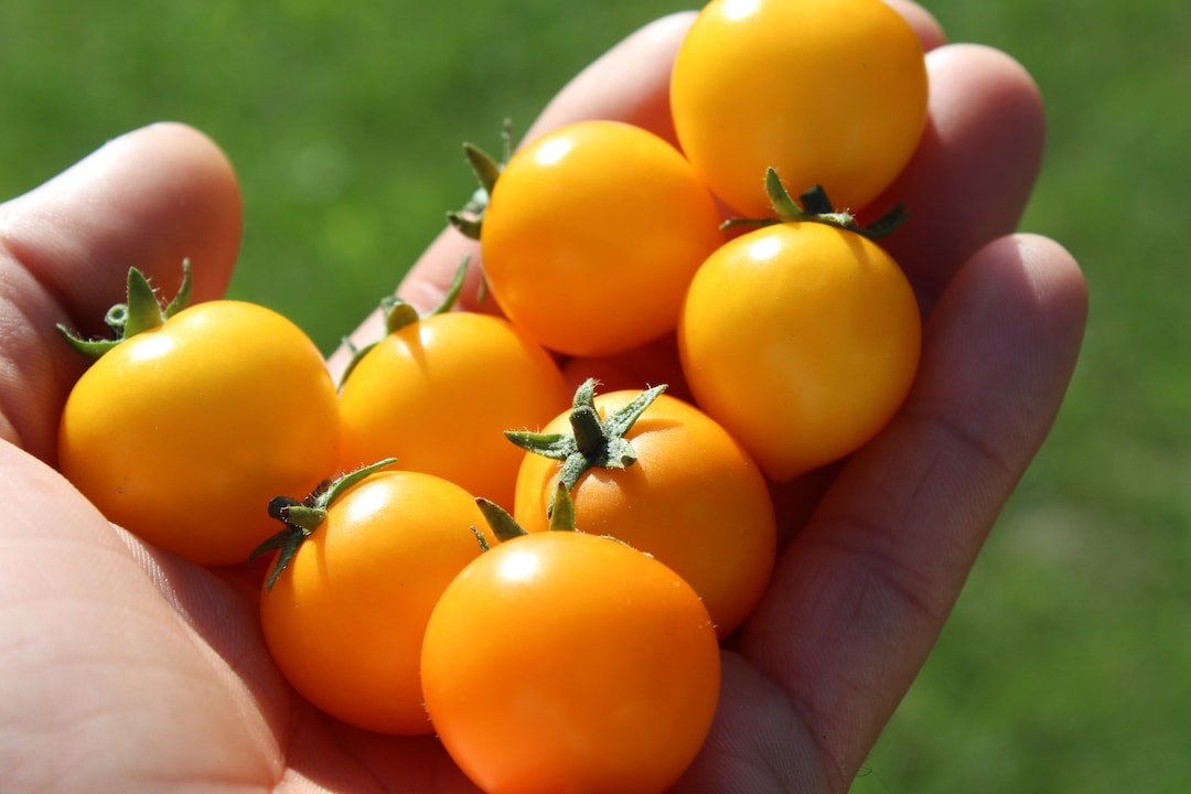 Aztec Gold Micro Dwarf Tomato 30+ Fresh Seeds for 2026 - Etsy