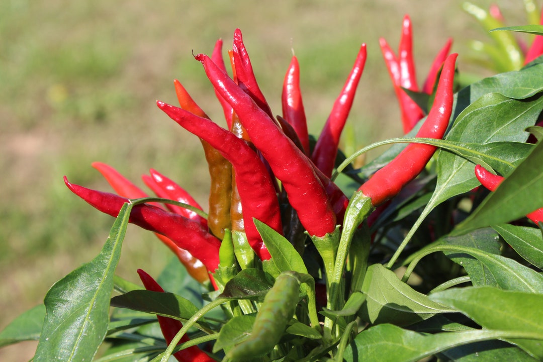 Chi Chien Chili Pepper 30+ Fresh Organic Seeds for the 2026 Season - Etsy